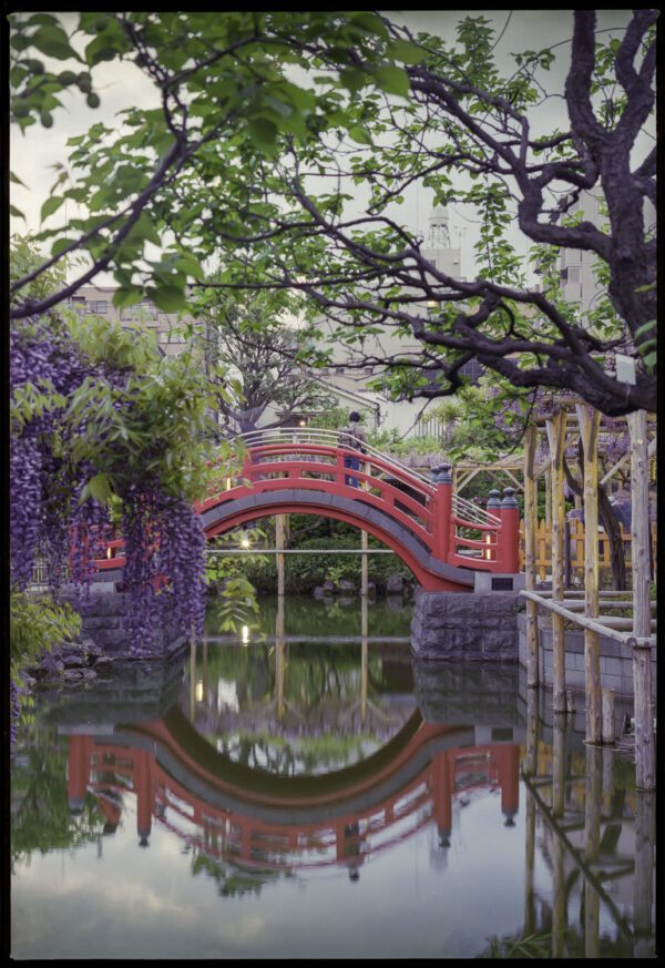 Inside Kameido Tenjin shrine | Tokyo Hyaku